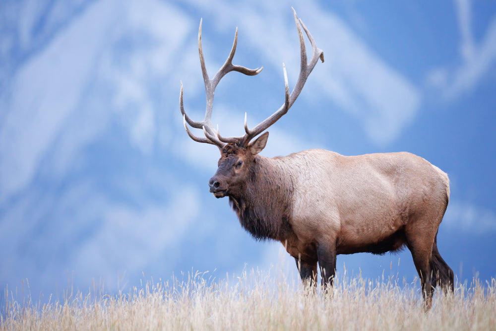 State Outline European Mount Plaques - European Mount Skull Hanger ...